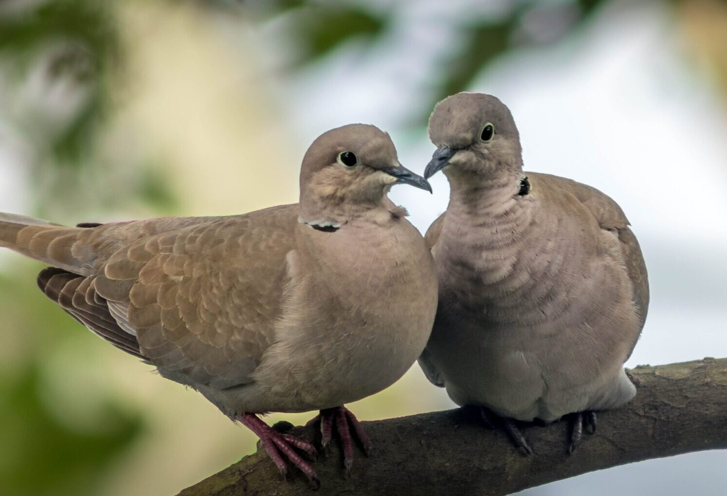 Doves – Styled Inside Out